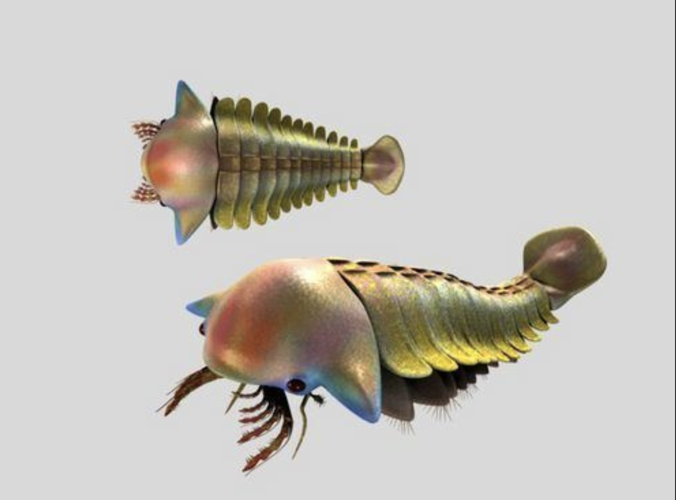 Cambrian Sea Game Enrichment - Biology In A Box